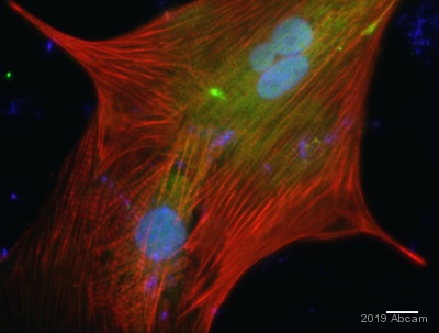 Anti-BioID2 antibody [SS 3A5-E2] (ab232733) | Abcam