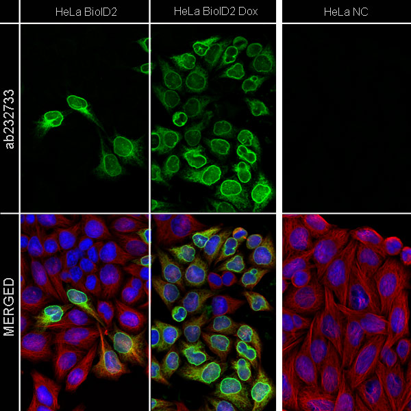 Anti-BioID2 antibody [SS 3A5-E2] (ab232733) | Abcam