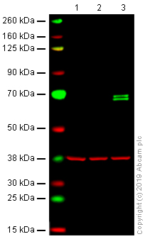 Anti-BioID2 antibody [SS 3A5-E2] (ab232733) | Abcam
