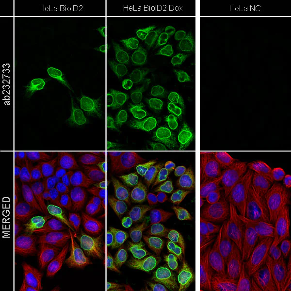 Anti-BioID2 antibody [SS 3A5-E2] - BSA and Azide free (ab269568) | Abcam