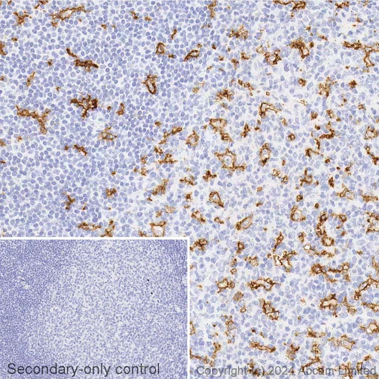 Biotin Anti-CD11c antibody [EP1347Y] - C-terminal (ab322302) | Abcam