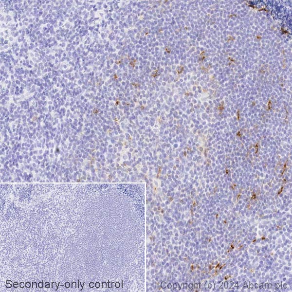 Biotin Anti-CXCL13 antibody [EPR23400-92] (ab316303) | Abcam