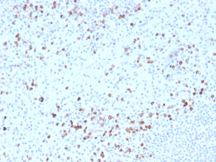 Biotin Anti-Granzyme B antibody [GZMB/3014] (ab271818) | Abcam
