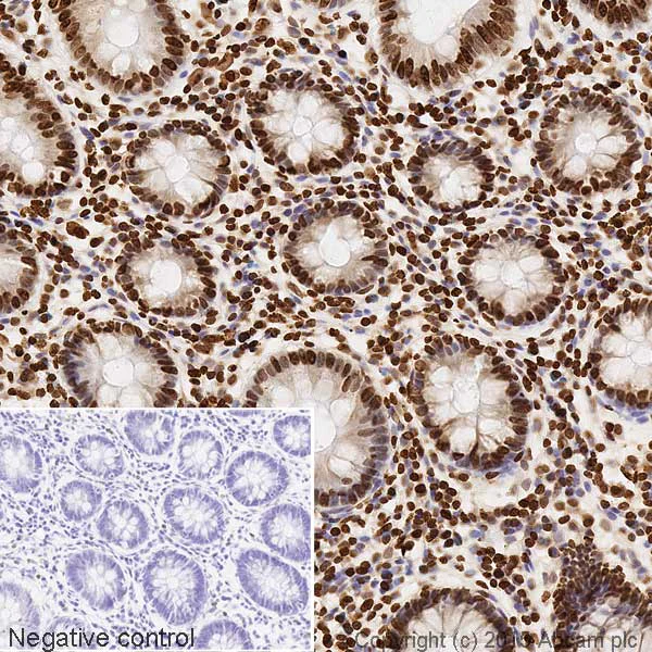 Anti-Histone H2B Biotin antibody [EP957Y] (ab200073) IgG | Abcam