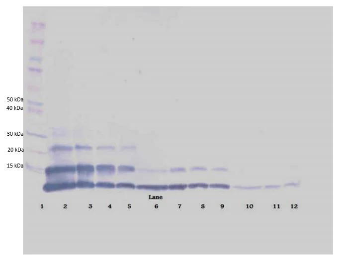 Anti-RELM beta Biotin antibody (ab271225) Rabbit polyclonal IgG | Abcam