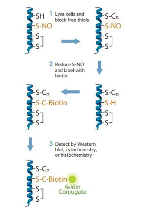 Biotin Switch Assay Kit (S-Nitrosylation) (ab236207) | Abcam