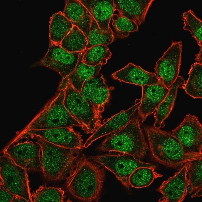 Anti-Bmi1 antibody [BMI1/2823] - BSA and Azide free (ab269688) | Abcam