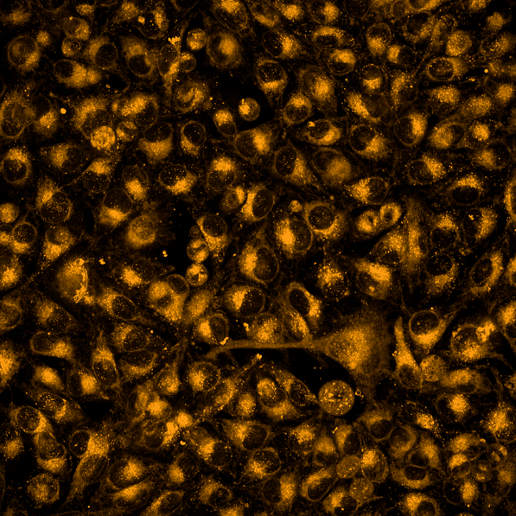 BODIPY TR Ceramide Golgi Staining Kit - Ready-to-use solution (ab269449 ...