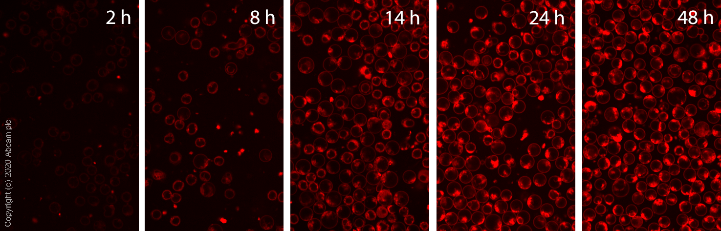 BODIPY TR Ceramide Golgi Staining Kit - Ready-to-use solution (ab269449 ...