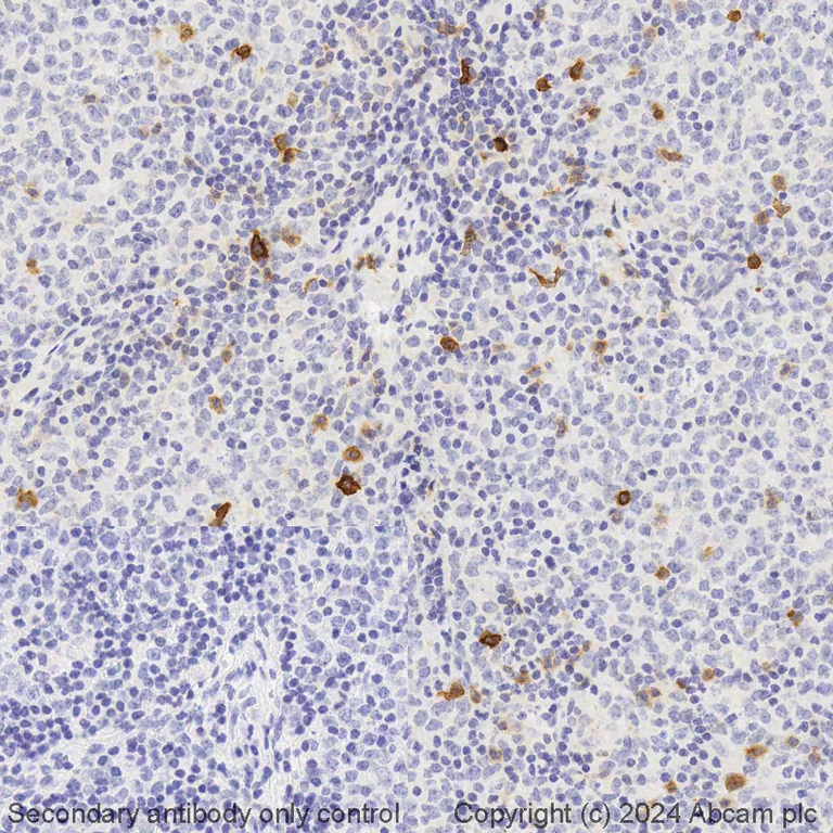 BOND RX - Anti-CD134 / OX40L receptor antibody [EPR23001-88] (ab325198 ...