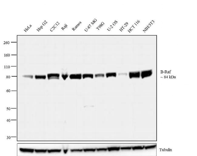 Anti-BRAF Antibody [RP23040159] (ab313460) | Abcam