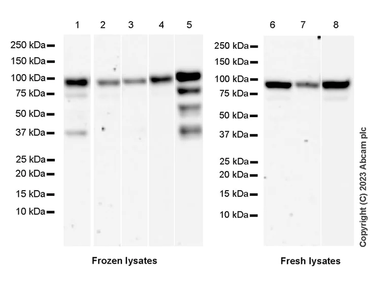 Anti-BRAF (phospho S446) antibody [EPR28069-63] KO Tested (ab313793 ...