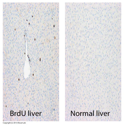 BrdU抗体[Bu20a] (ab136650)| Abcam中文官网