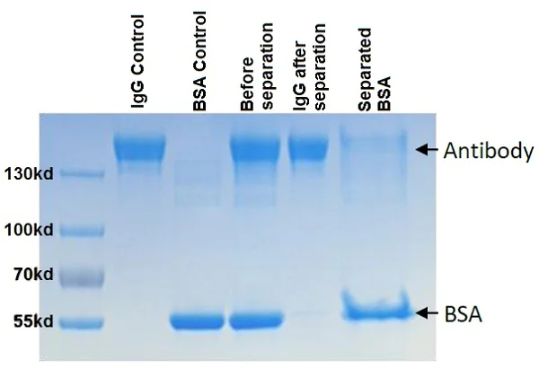 BSA Removal Kit (ab173231) | Abcam