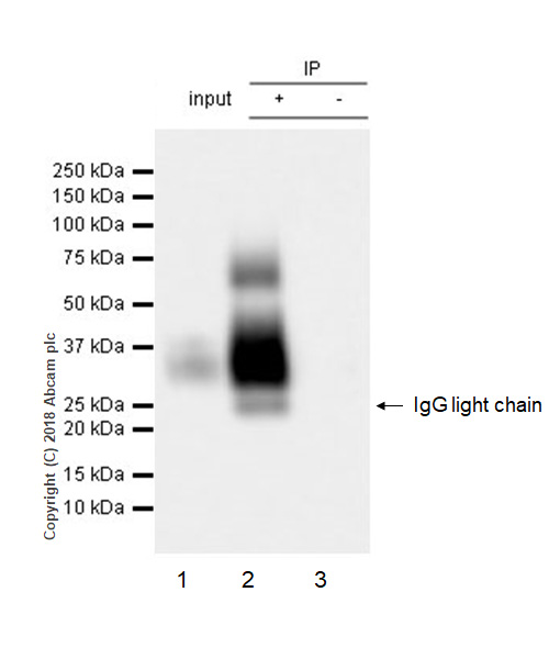 Anti-BST2/Tetherin antibody [EPR20202-150] KO tested (ab243230) | Abcam