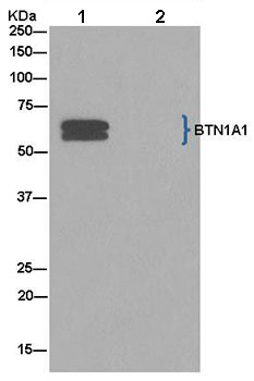 Anti-BTN1A1 antibody [EPR14173] (ab180605) | Abcam
