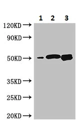 Anti-BTNL2 antibody (ab223053) | Abcam