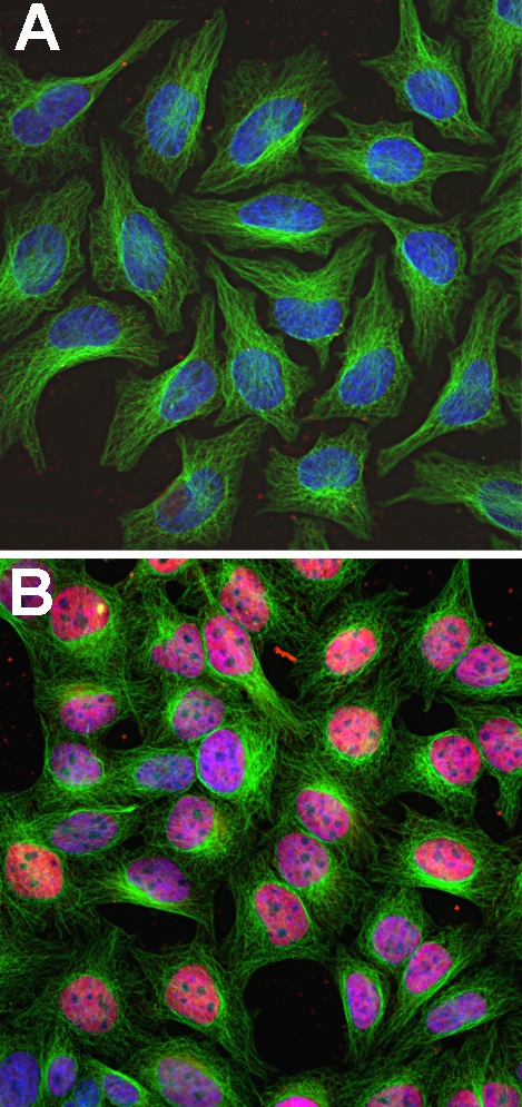 Anti-c-Fos antibody - BSA free (ab190289) | Abcam