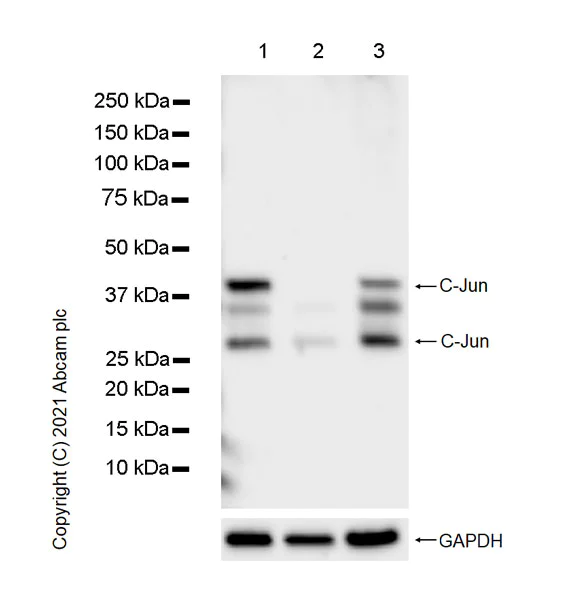 Anti-c-Jun antibody [3/Jun] - BSA and Azide free (ab280094) | Abcam