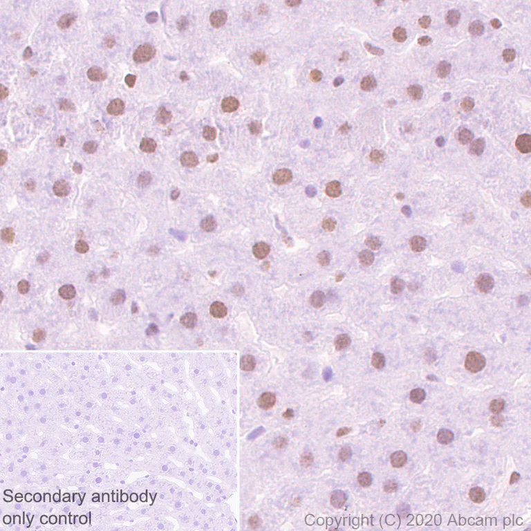 Anti-c-Jun antibody [EP693Y] (ab40766) | Abcam