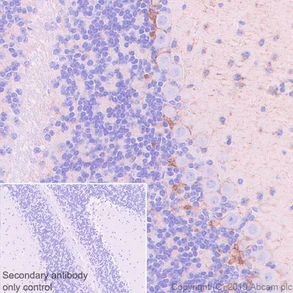 Anti-c-Kit antibody [EPR22566-205] - BSA and Azide free (ab254200) | Abcam