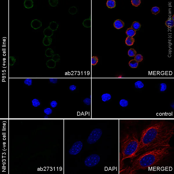 Anti-c-Kit antibody [EPR24708-25] - BSA and Azide free (ab281843) | Abcam