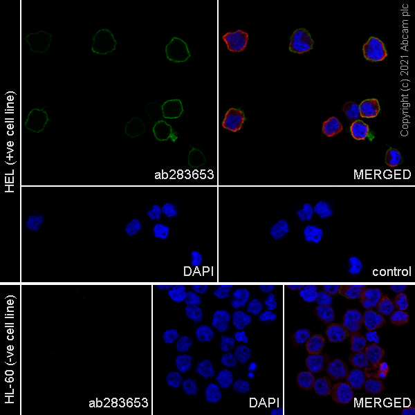 Anti-c-Kit antibody [EPR25707-134] 20 ul size (ab283653) | Abcam