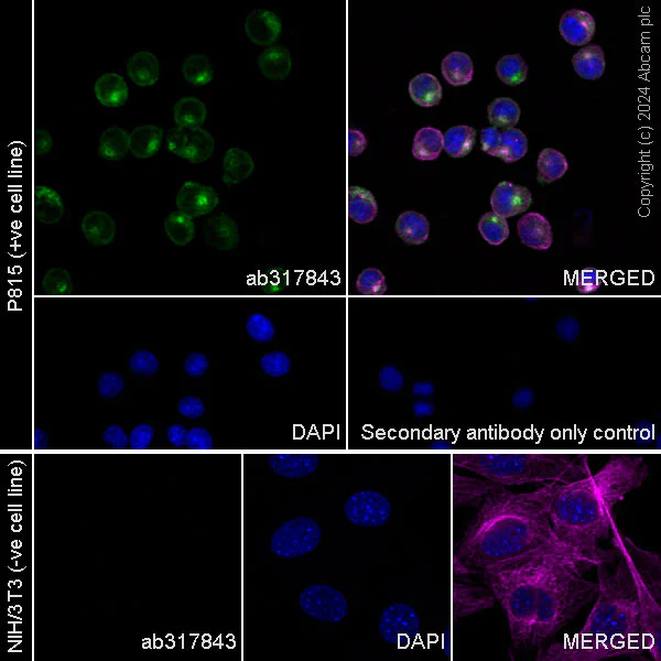 Anti-c-Kit antibody [RM1190] KO Tested (ab317843) | Abcam
