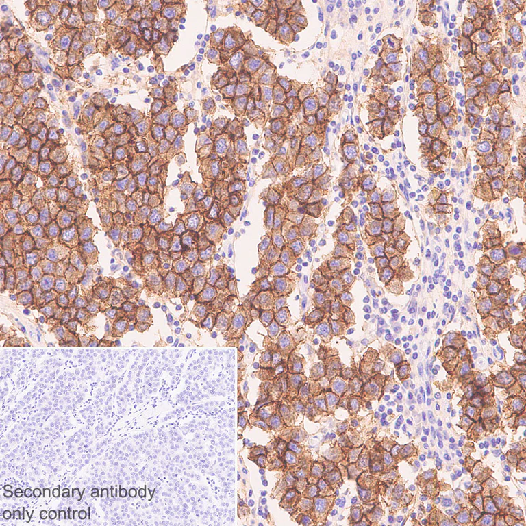 Anti-c-Kit antibody [RM1190] - BSA and Azide free (ab317844) | Abcam