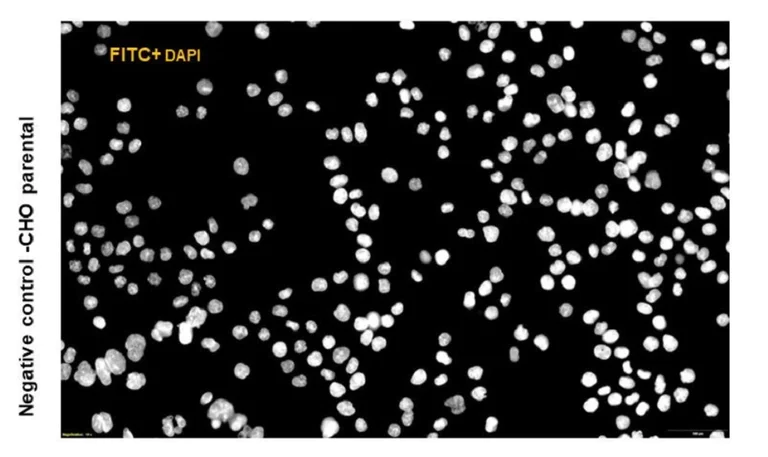 Anti c-Myc Antibody (ab316922) | Abcam