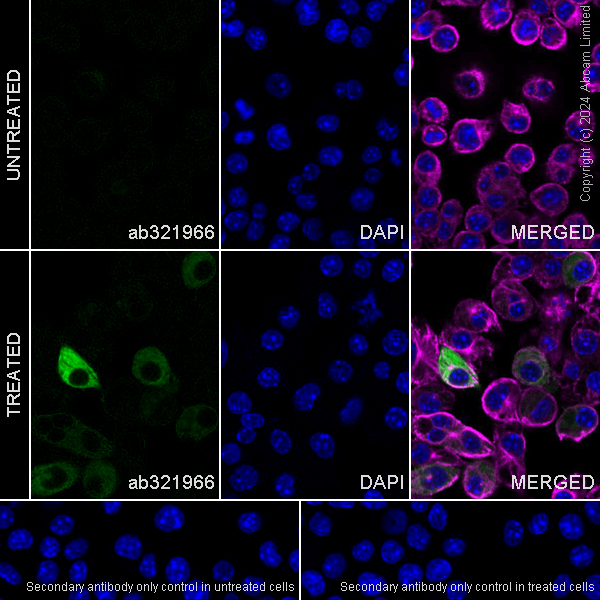 Anti-C3 antibody [EPR26515-77] - BSA and Azide free (ab321967) | Abcam