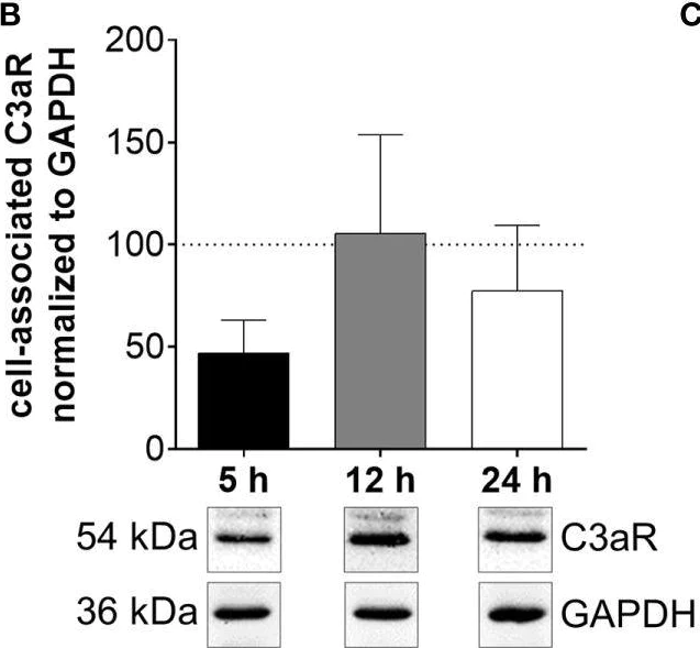Anti-C3 antibody [EPR2988] (ab181147) | Abcam