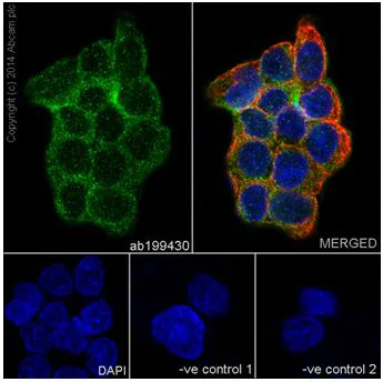 Anti-C4 binding protein/C4BPB antibody [EPR17101] - BSA and Azide free ...