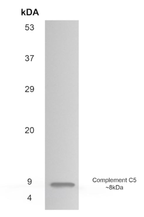 Anti-C5 / C5a antibody [MM0608-6H13] Mouse monoclonal (ab135187) | Abcam