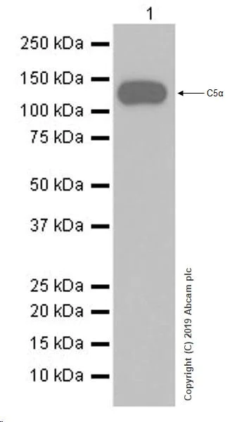 Anti-C5a antibody [EPR19699-24] (ab202039) | Abcam