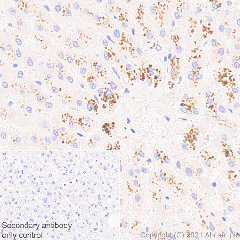 Anti-C5a antibody [EPR24303-10] - BSA and Azide free (ab281943) | Abcam