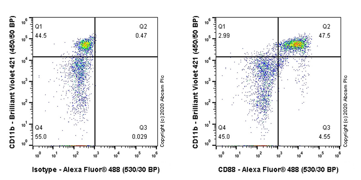 Anti-C5a-R antibody [EPR23278-117] (ab252435) | Abcam
