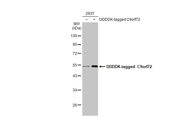 Anti-C9orf72 antibody [GT779-RB] - BSA and Azide free (ab308169) | Abcam