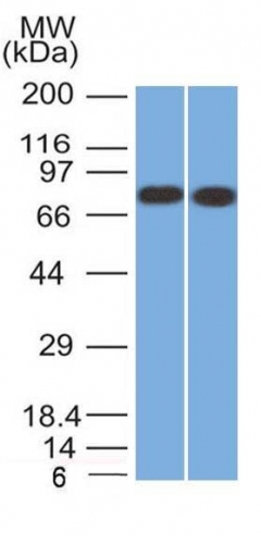Anti-Calnexin antibody [CANX/1541] - N-terminal (ab218337) | Abcam