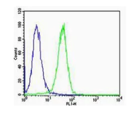 Calreticulin抗体 (ab217874)| Abcam中文官网