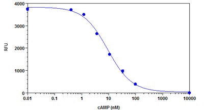 cAMP Assay Kit (Competitive ELISA, Fluorometric) (ab138880) | Abcam