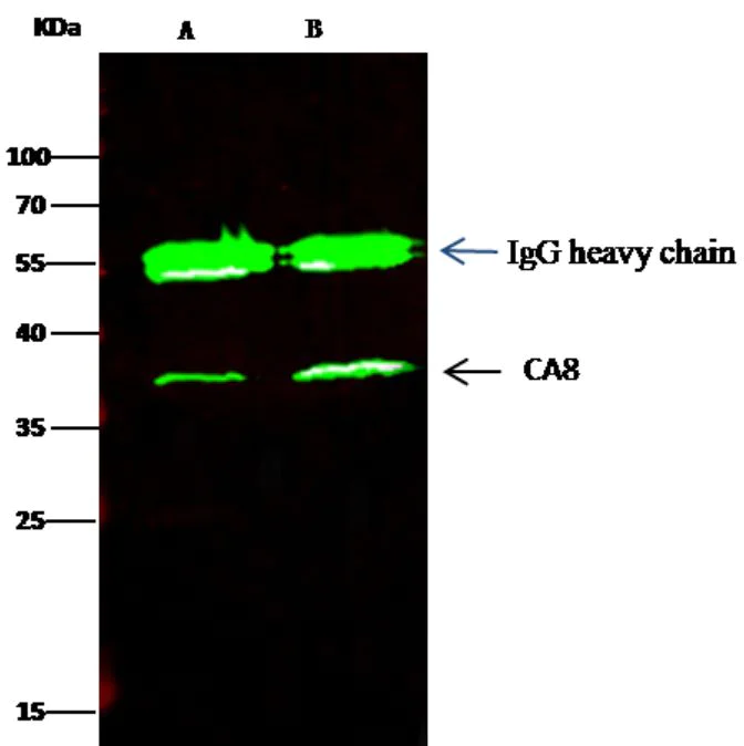 Anti-Carbonic Anhydrase 8/CA8 antibody [008] - BSA and Azide free ...