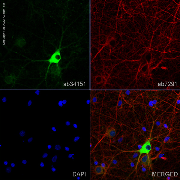 Anti-Caspr antibody - knockout validated (ab34151) | Abcam