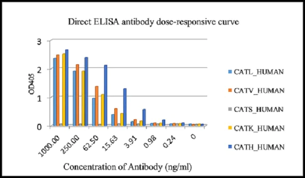 Anti-Cathepsin L/V/K/H antibody [EPR8011] - BSA and Azide free ...