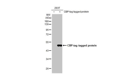 Anti-CBP tag antibody [HL1841] - BSA and Azide free (ab308198) | Abcam