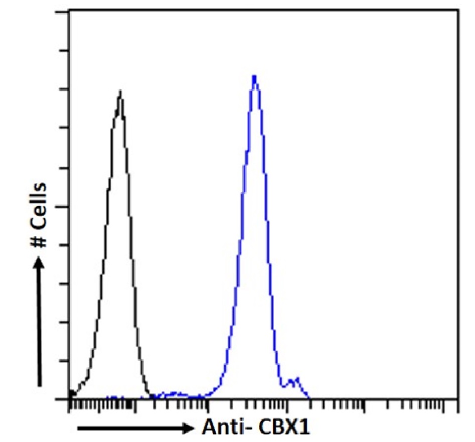 Anti-CBX1 / HP1 beta antibody [RAB-C145] - BSA and Azide free (ab317723 ...