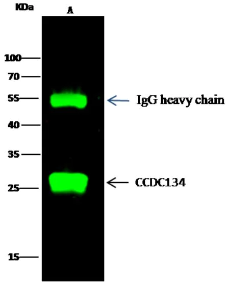Anti-CCDC134 antibody [026] - BSA and Azide free (ab276065) | Abcam
