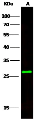 Anti-CCDC134 antibody [026] - BSA and Azide free (ab276065) | Abcam