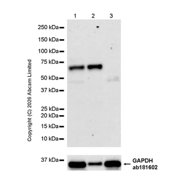 Anti-CCR5 antibody [EPR29865-504] (ab326722) | Abcam中文官网