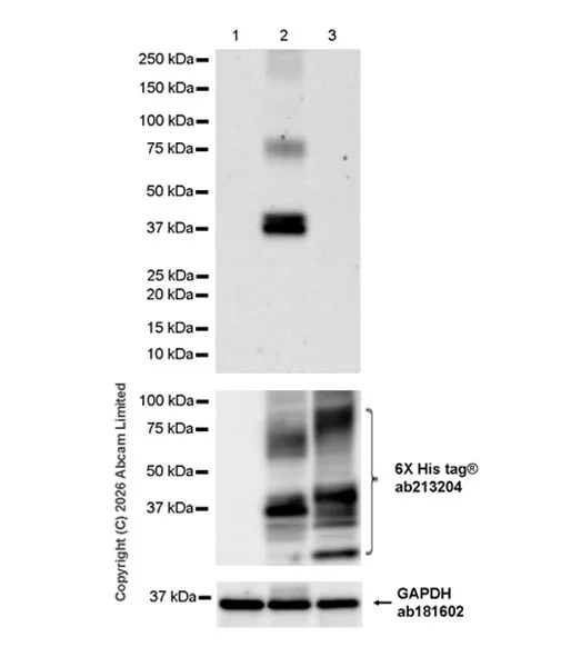 Anti-CCR5 antibody [EPR29865-504] (ab326722) | Abcam中文官网